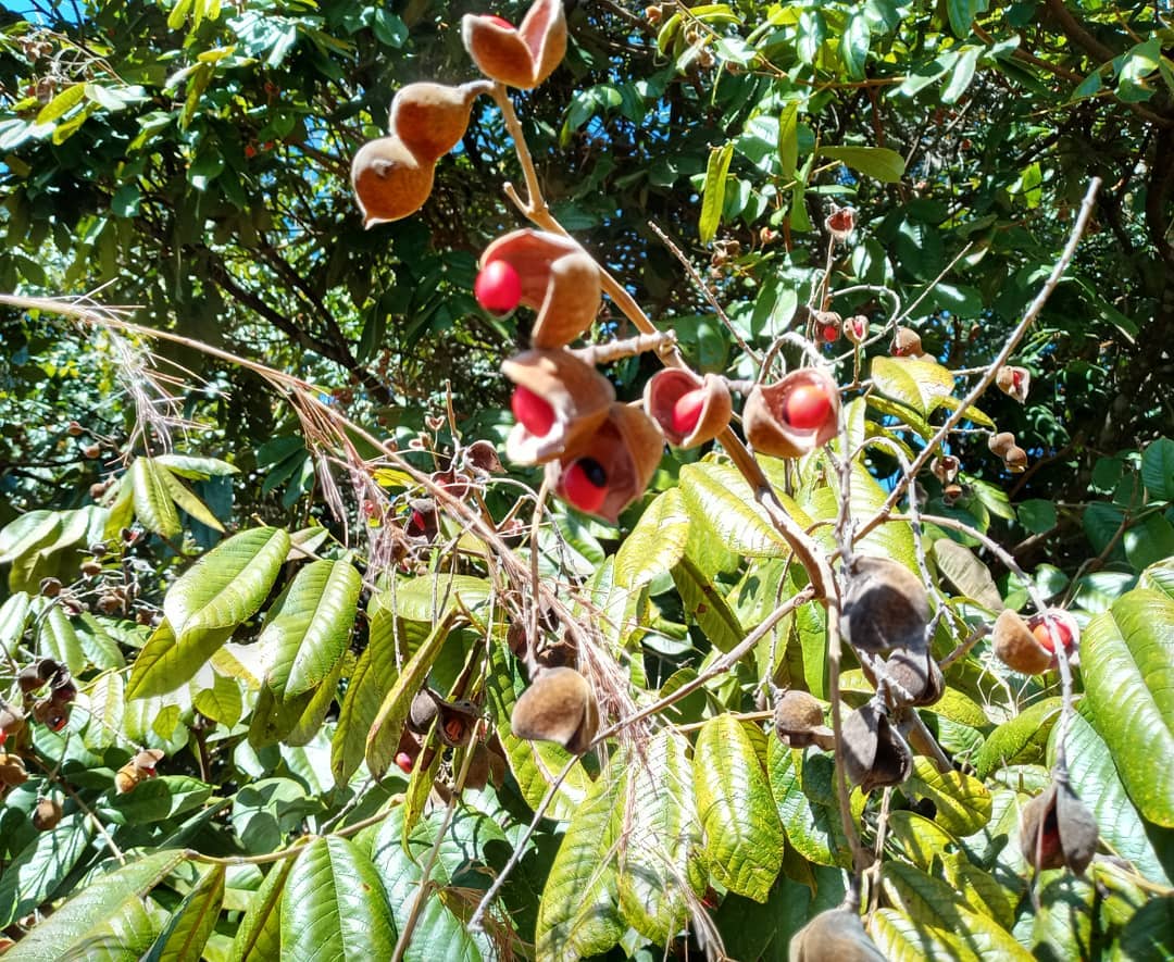 Olho-de-cabra: a árvore brasileira de sementes bicolores que encanta e ...