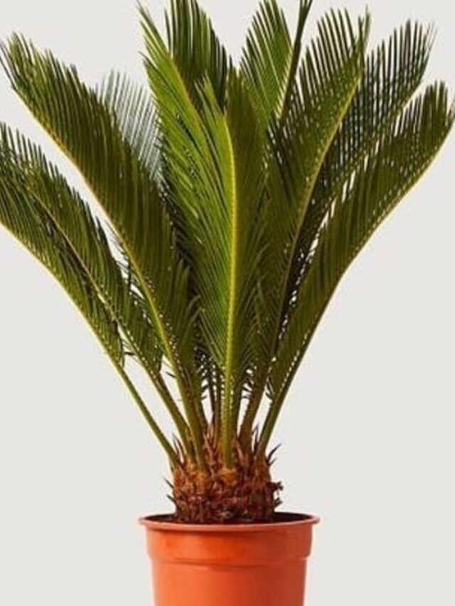 Versátil, a cyca surpreende pelo apelo ornamental. Mas é preciso ...